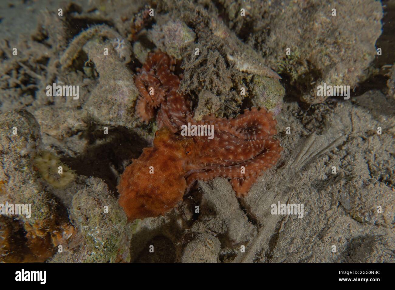 Octopus king of camouflage in the Red Sea, Eilat Israel Stock Photo - Alamy