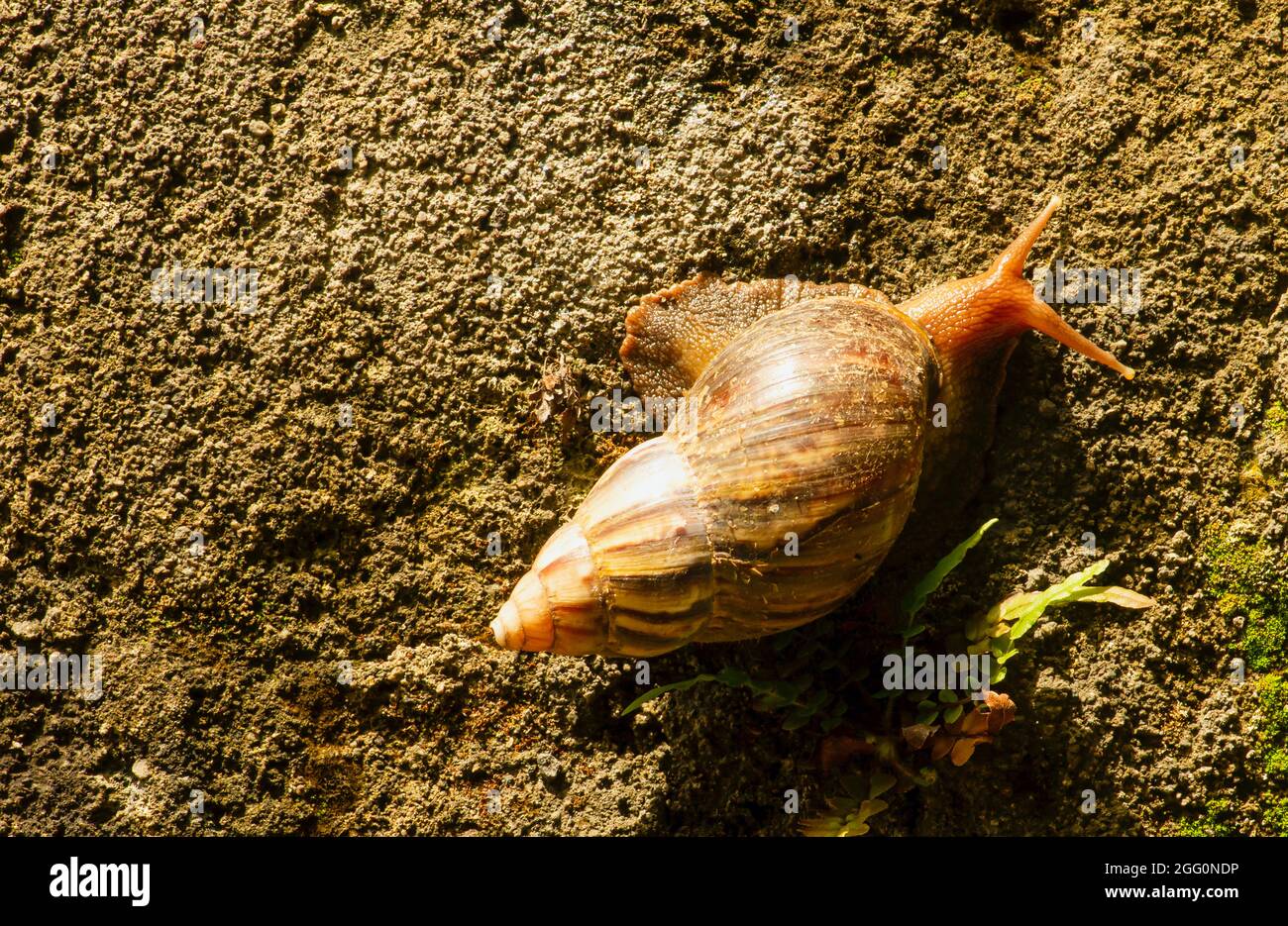 Snail walking on rock hi-res stock photography and images - Alamy