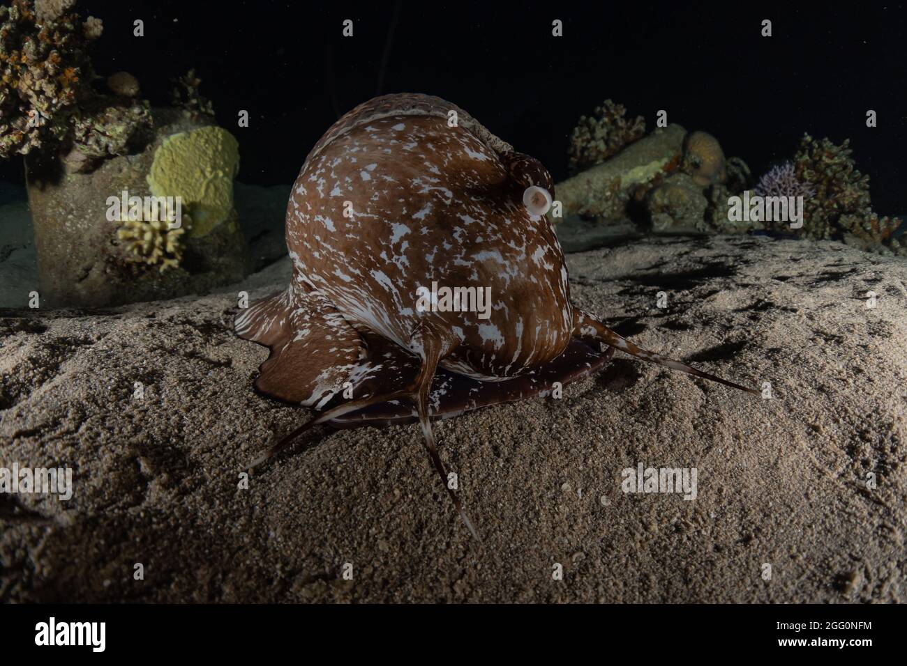 Octopus king of camouflage in the Red Sea, Eilat Israel Stock Photo - Alamy