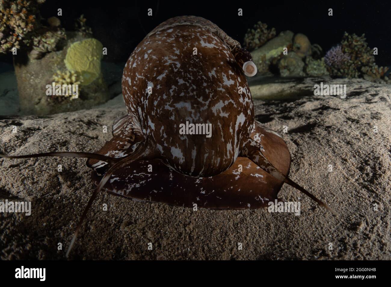 Octopus king of camouflage in the Red Sea, Eilat Israel Stock Photo - Alamy