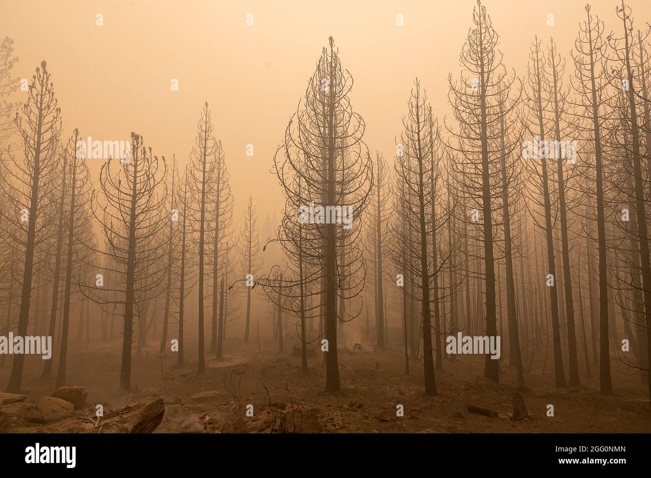 El Dorado County, California, USA. 27th Aug, 2021. Trees remain ...