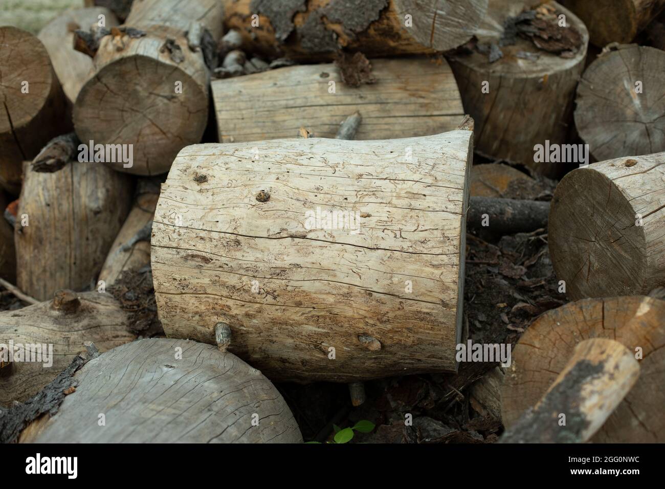 Tree stumps for preparation of cutting firewood. The stumps of the tree ...