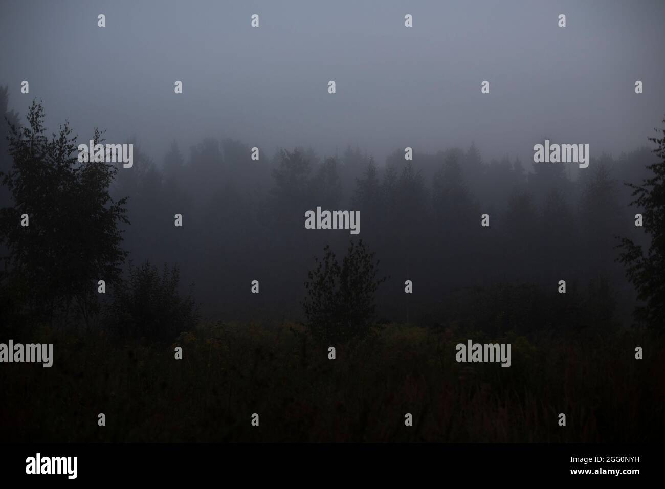 Foggy morning in the woods. Increased humidity in nature. A dark forest ...