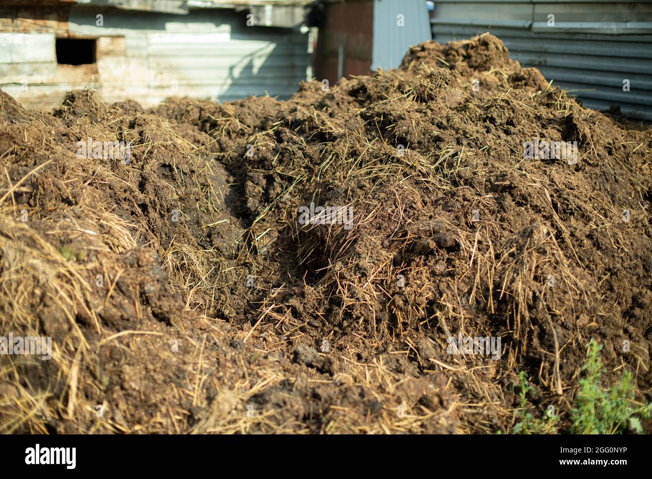Manure on the farm. Fertilizers for the garden. Cow dung lies in a big ...