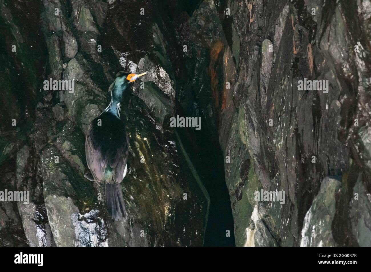Red-faced Cormorant in grotto Stock Photo - Alamy