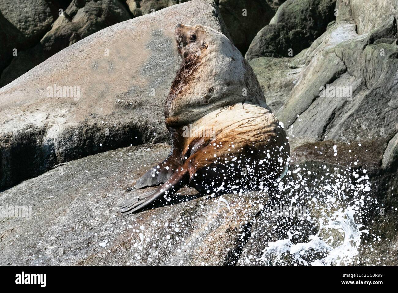 Bull Sea lion on rocky coast Stock Photo - Alamy