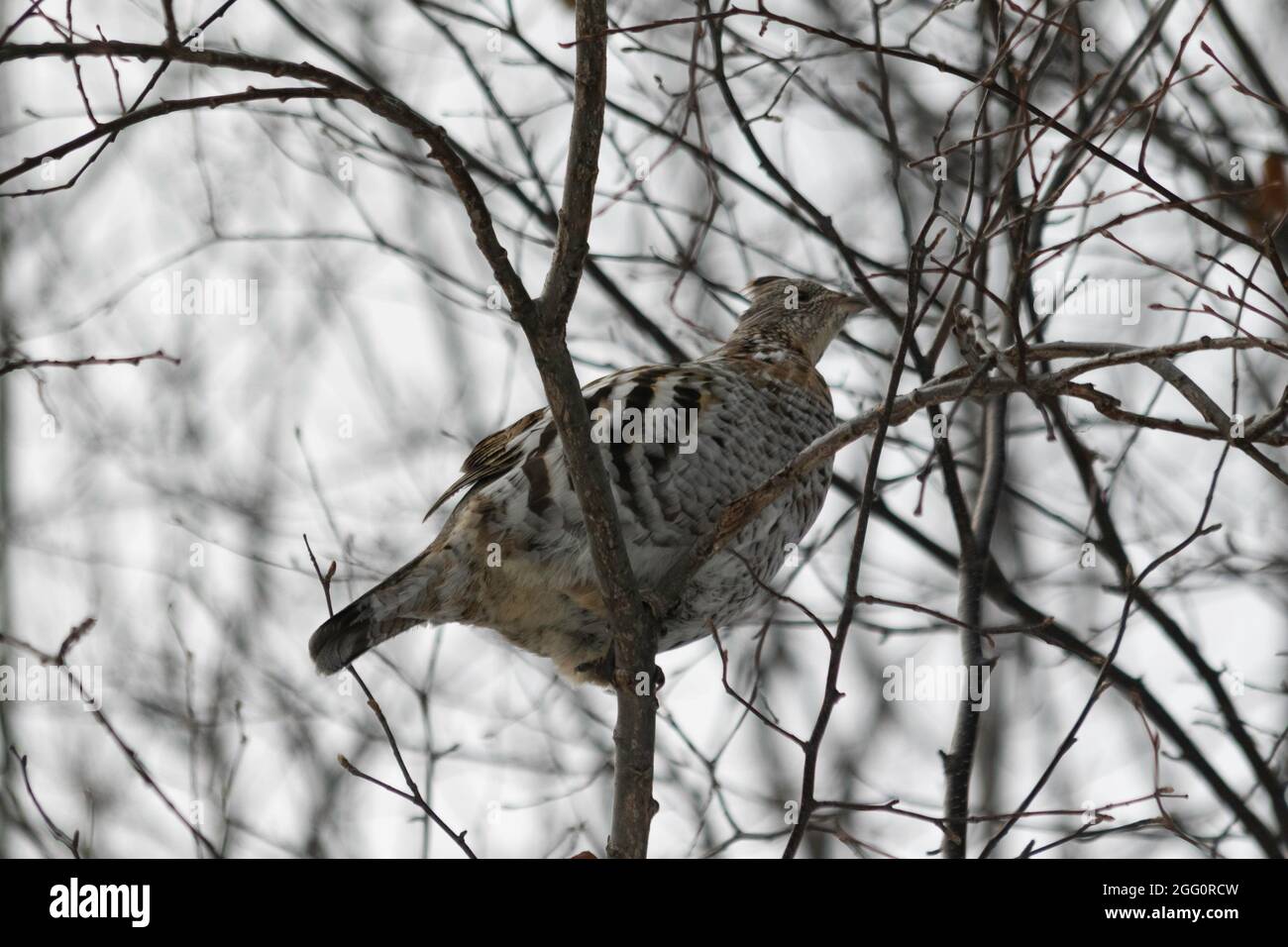 Spruce grouse in winter hi-res stock photography and images - Alamy