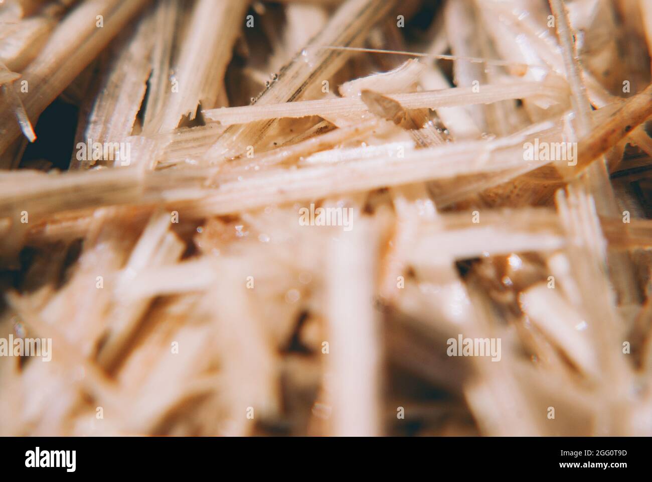 Wet grass straws in the wheat field Stock Photo - Alamy
