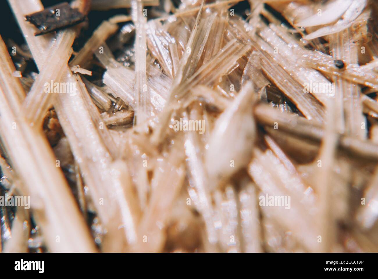 Wet grass straws in the wheat field Stock Photo - Alamy