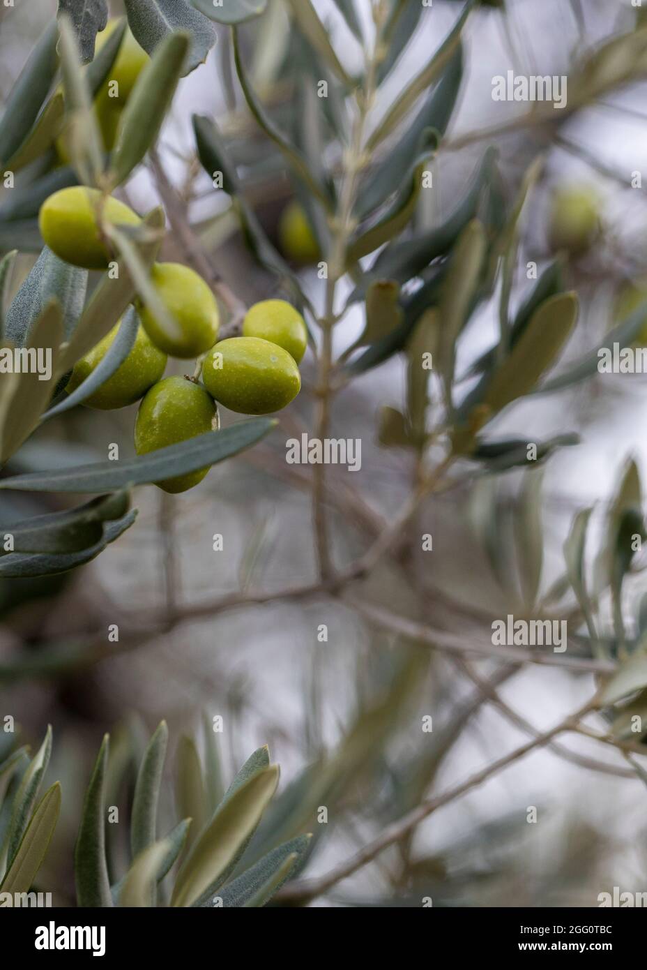 Olive tree leaves and fruit close-up. Nutrition and health Stock Photo ...