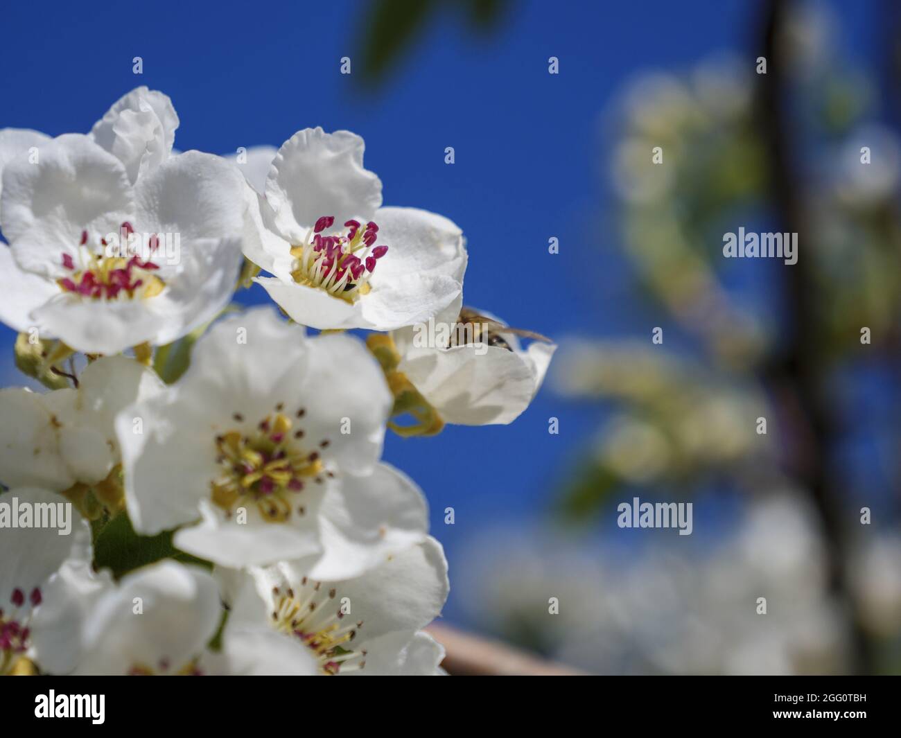Closeup shot of a branch of a cherry blossom tree with free space for ...