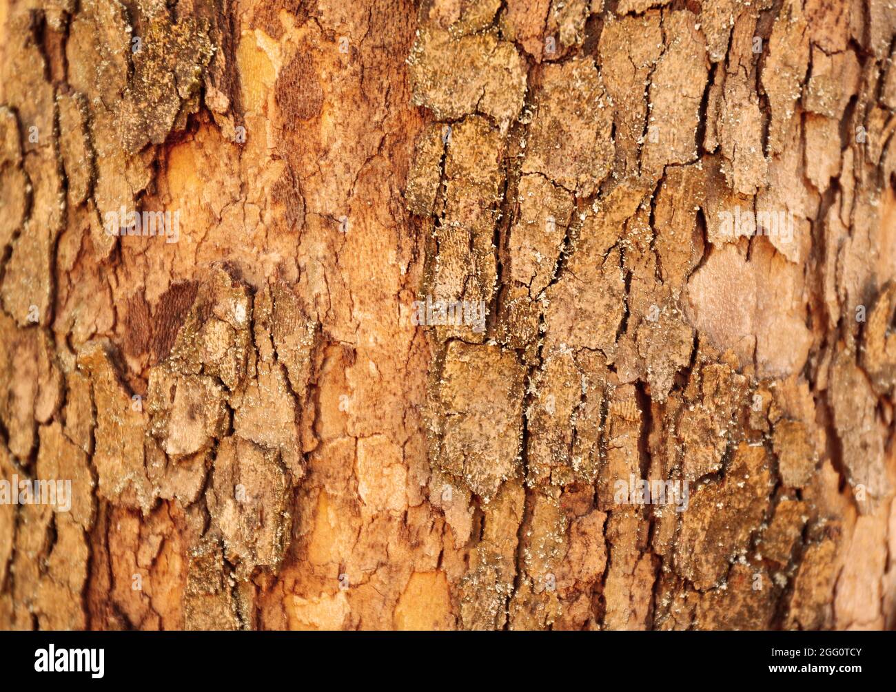 Wood nature background Stock Photo - Alamy
