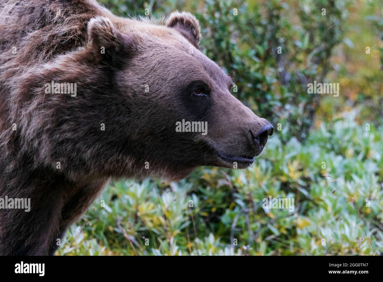 Grizzly bear nose hi-res stock photography and images - Alamy