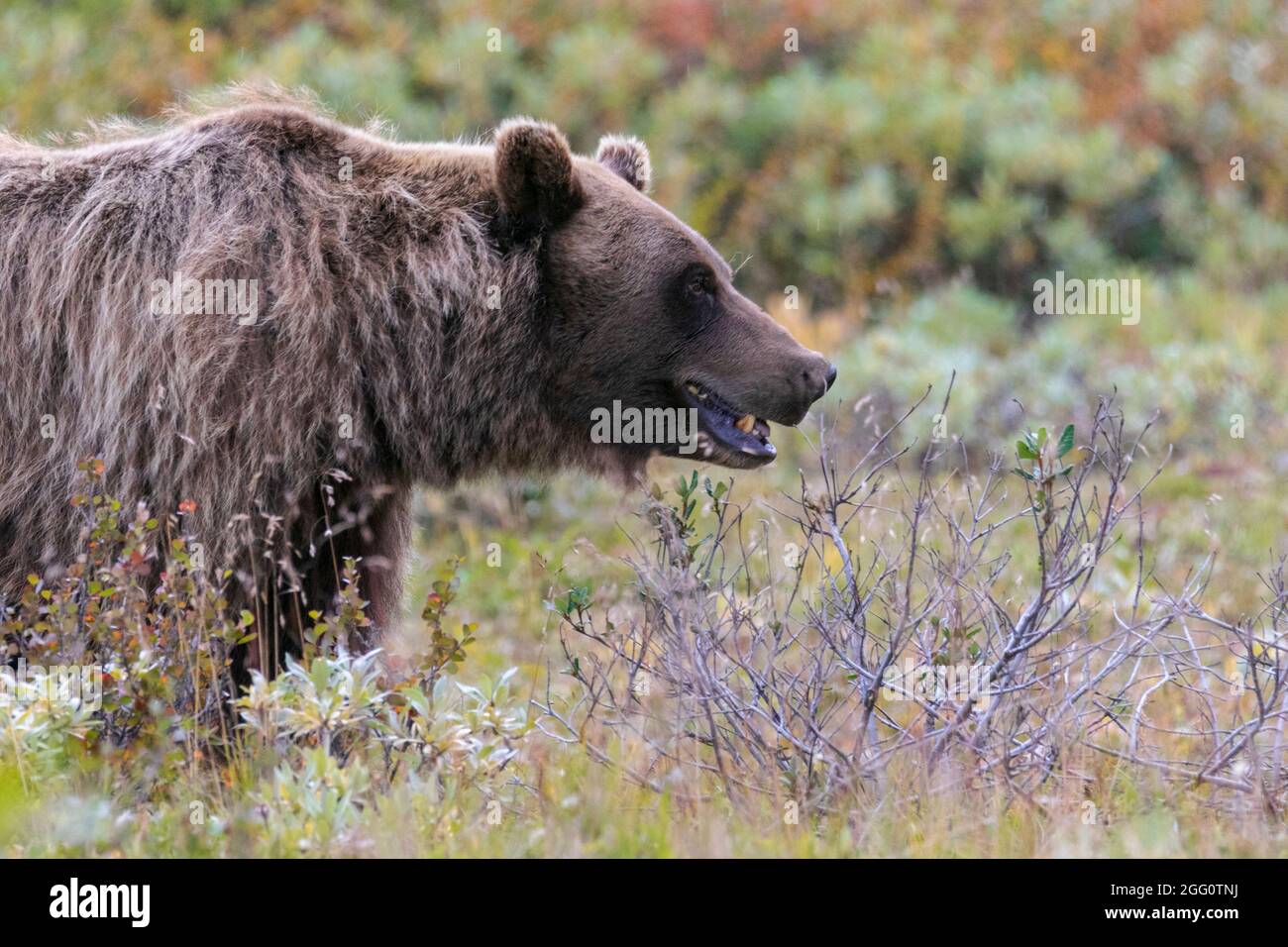Grizzly bear standing hi-res stock photography and images - Alamy