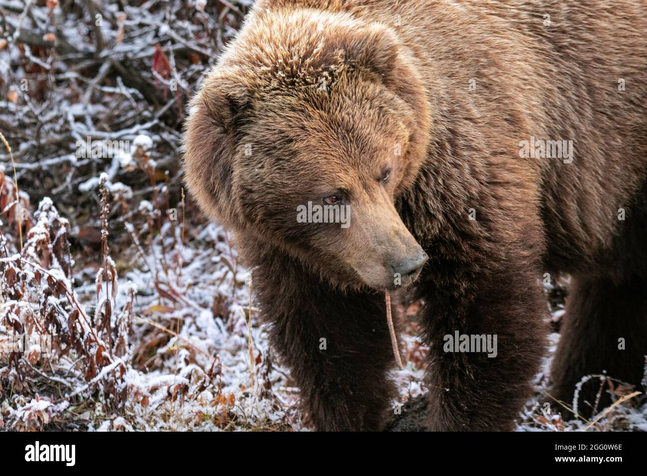 Grizzly bear along the park road in Sable Pass, Denali National Park ...