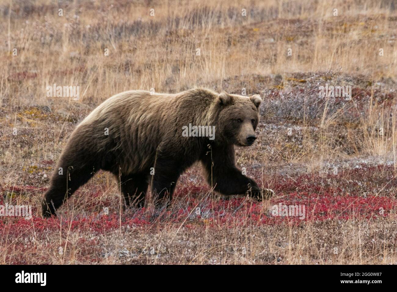 Grizzly bear stalking the tundra in Denali National Park Stock Photo ...