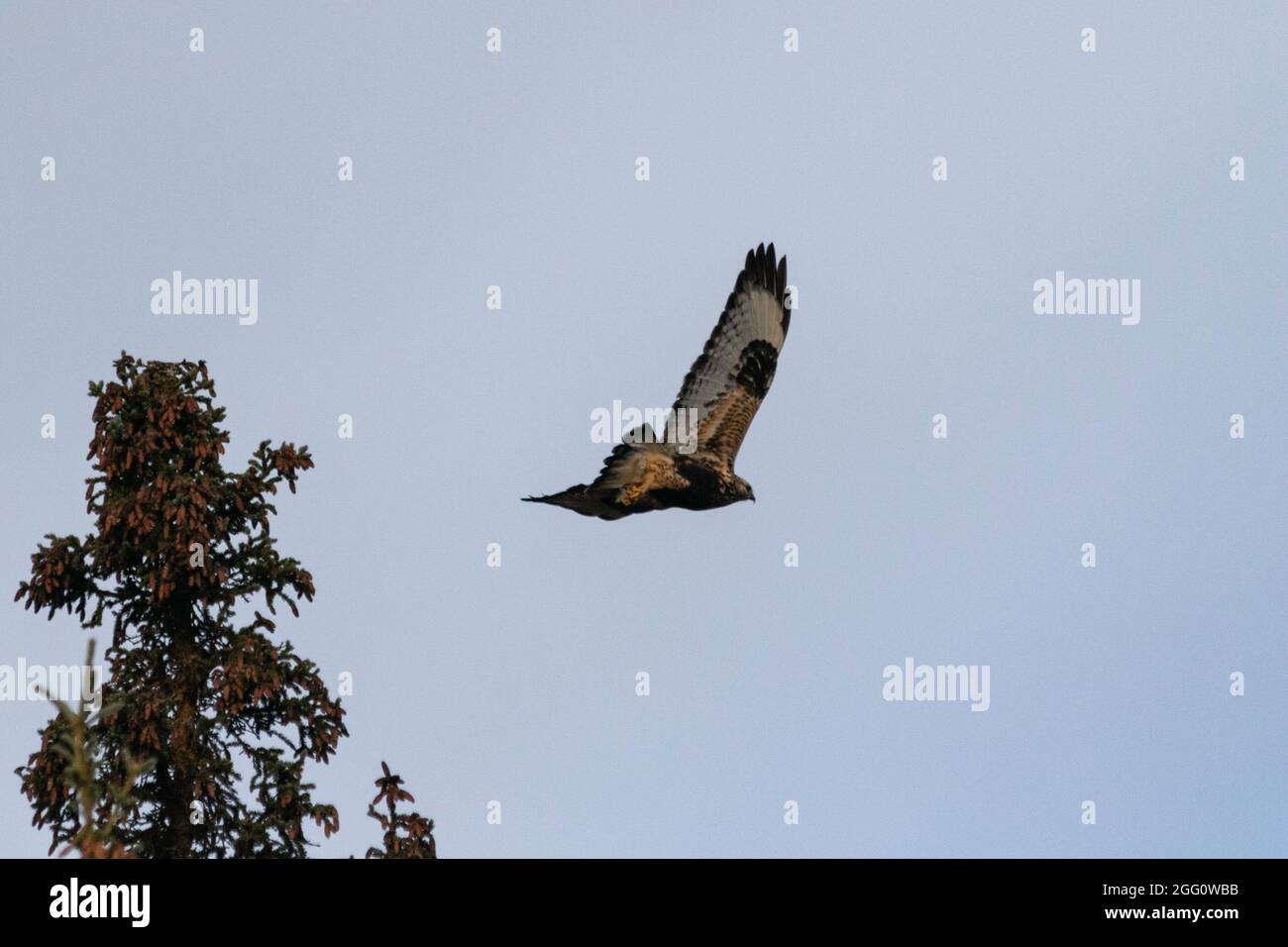 Unidentified raptor taking off from the top of a spruce tree Stock ...