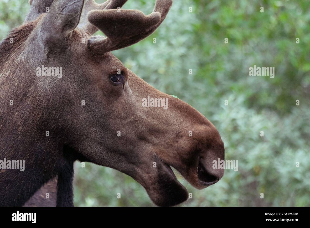 Close up moose nose hi-res stock photography and images - Alamy