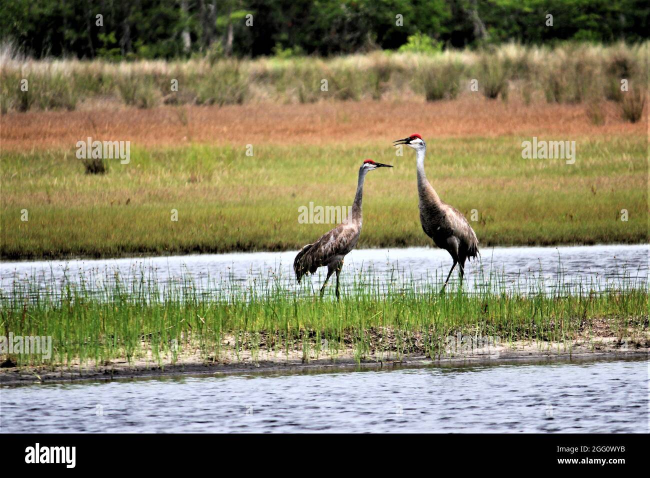 Two wild birds talking with each other at the marsh Stock Photo - Alamy