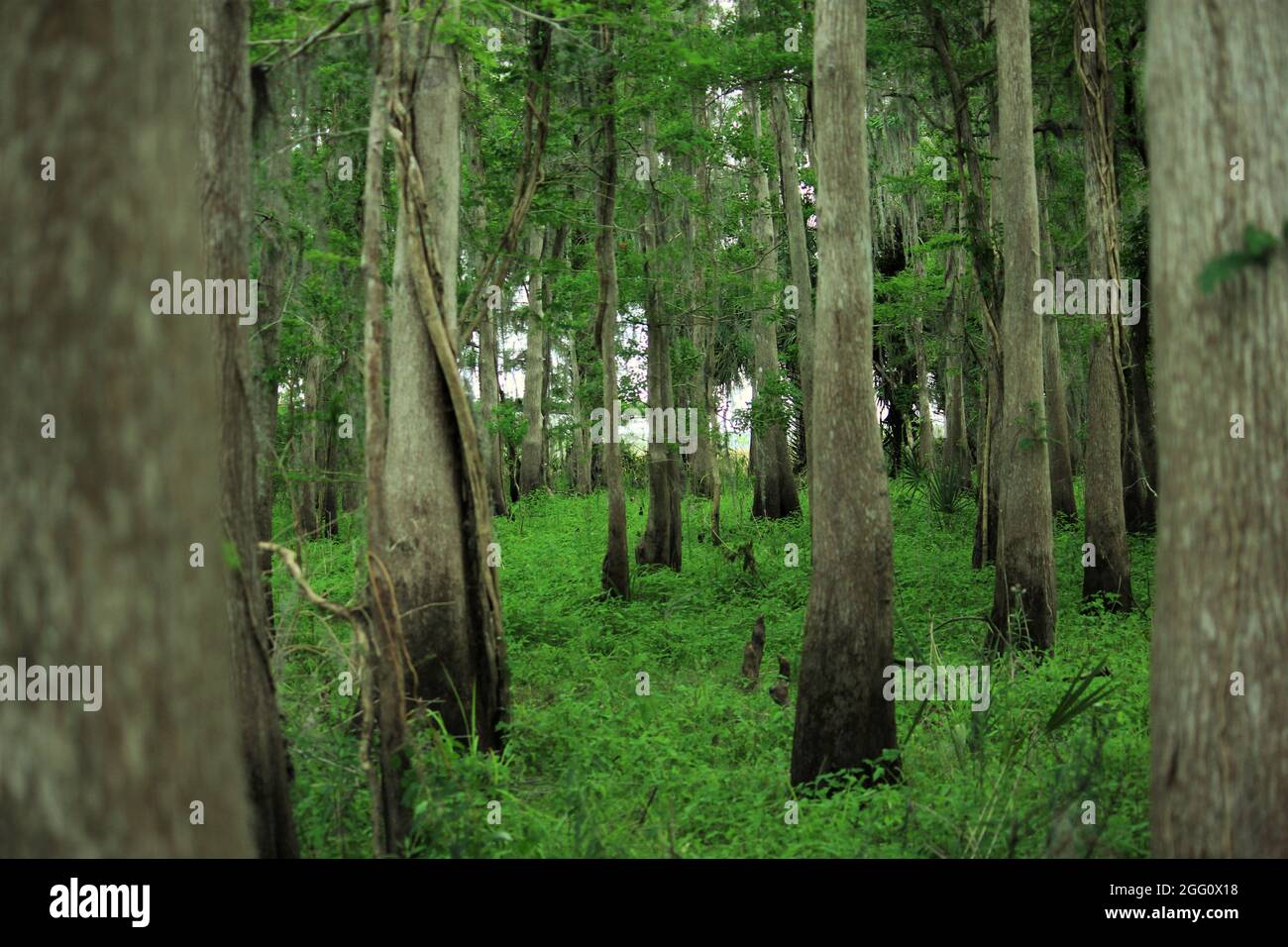 Always relaxing taking an airboat ride to a quiet tree lined beach ...