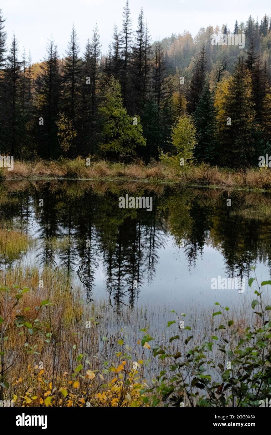 Trees reflected in beaver pond along the Parks Highway near Honolulu ...