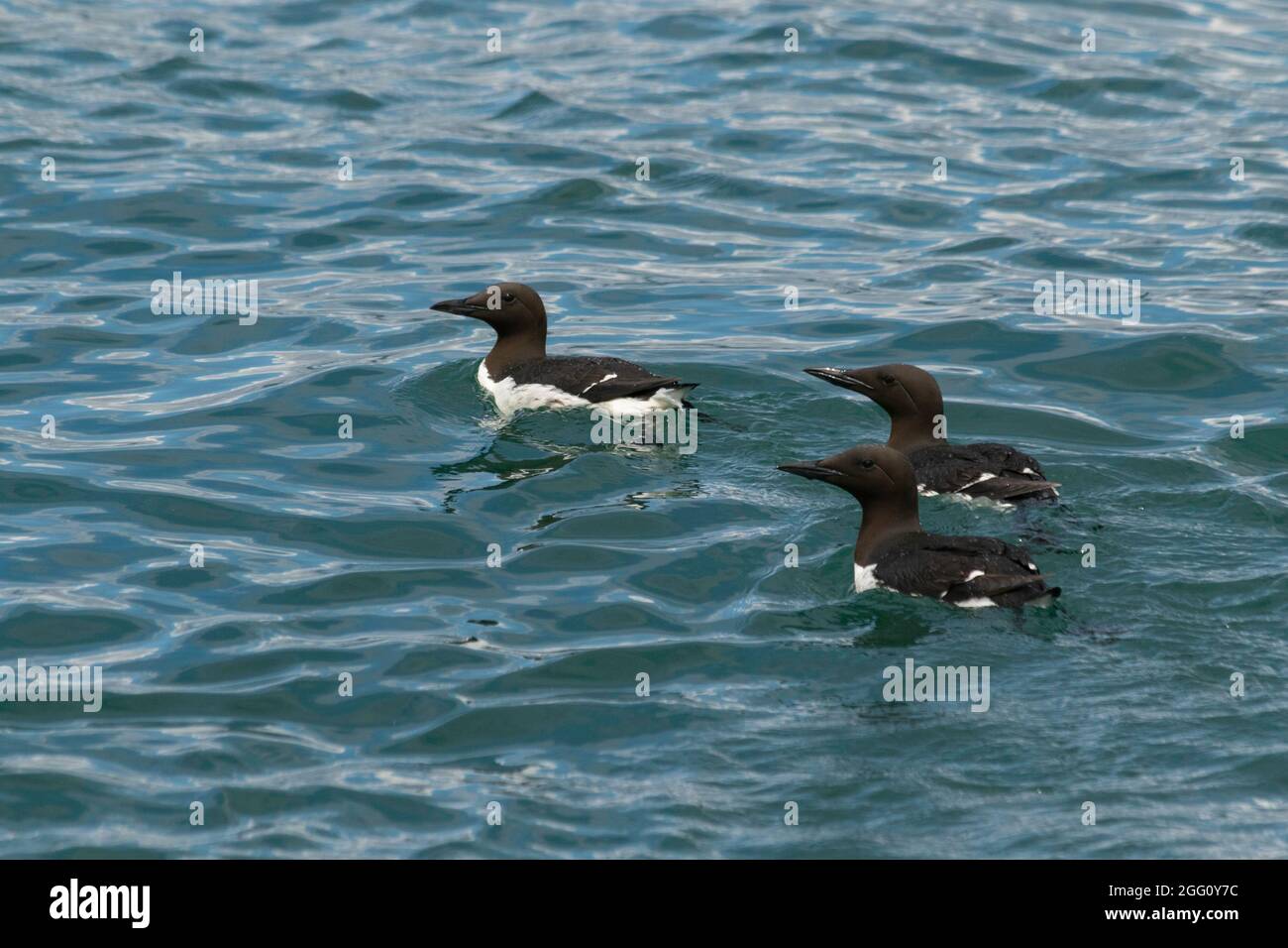 Three common murres swimming along the ocean Stock Photo - Alamy