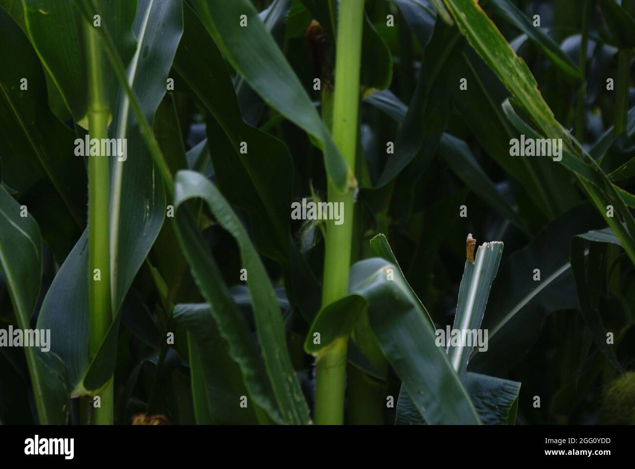 Corn stalks in the farm field Stock Photo - Alamy