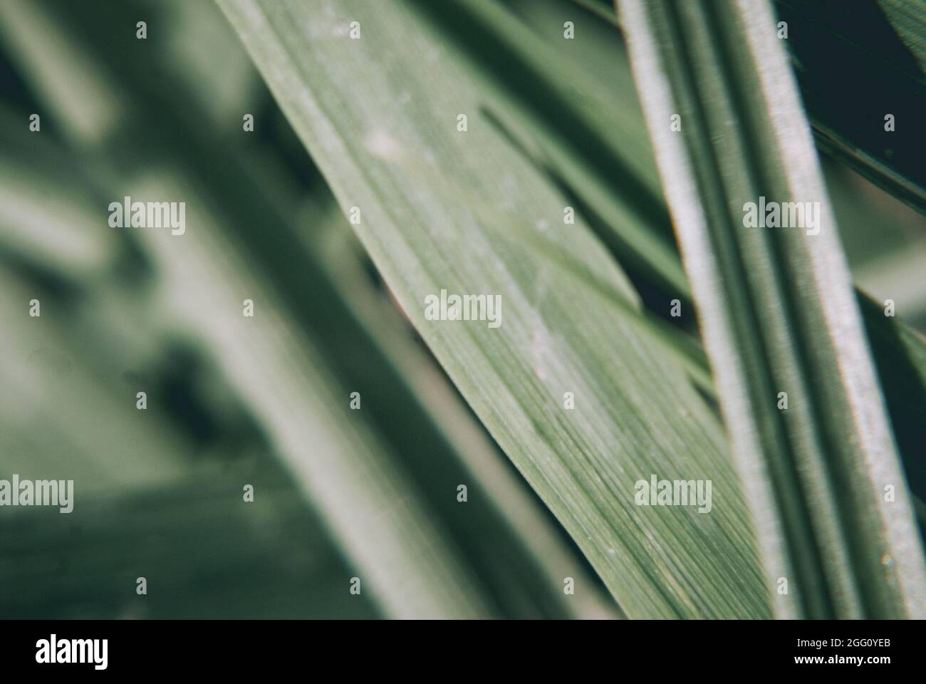 Green grass blades in the meadow Stock Photo - Alamy