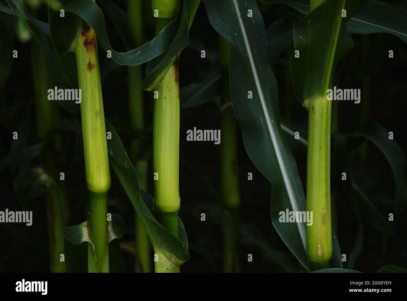 Corn stalks in the farm field at dawn Stock Photo - Alamy