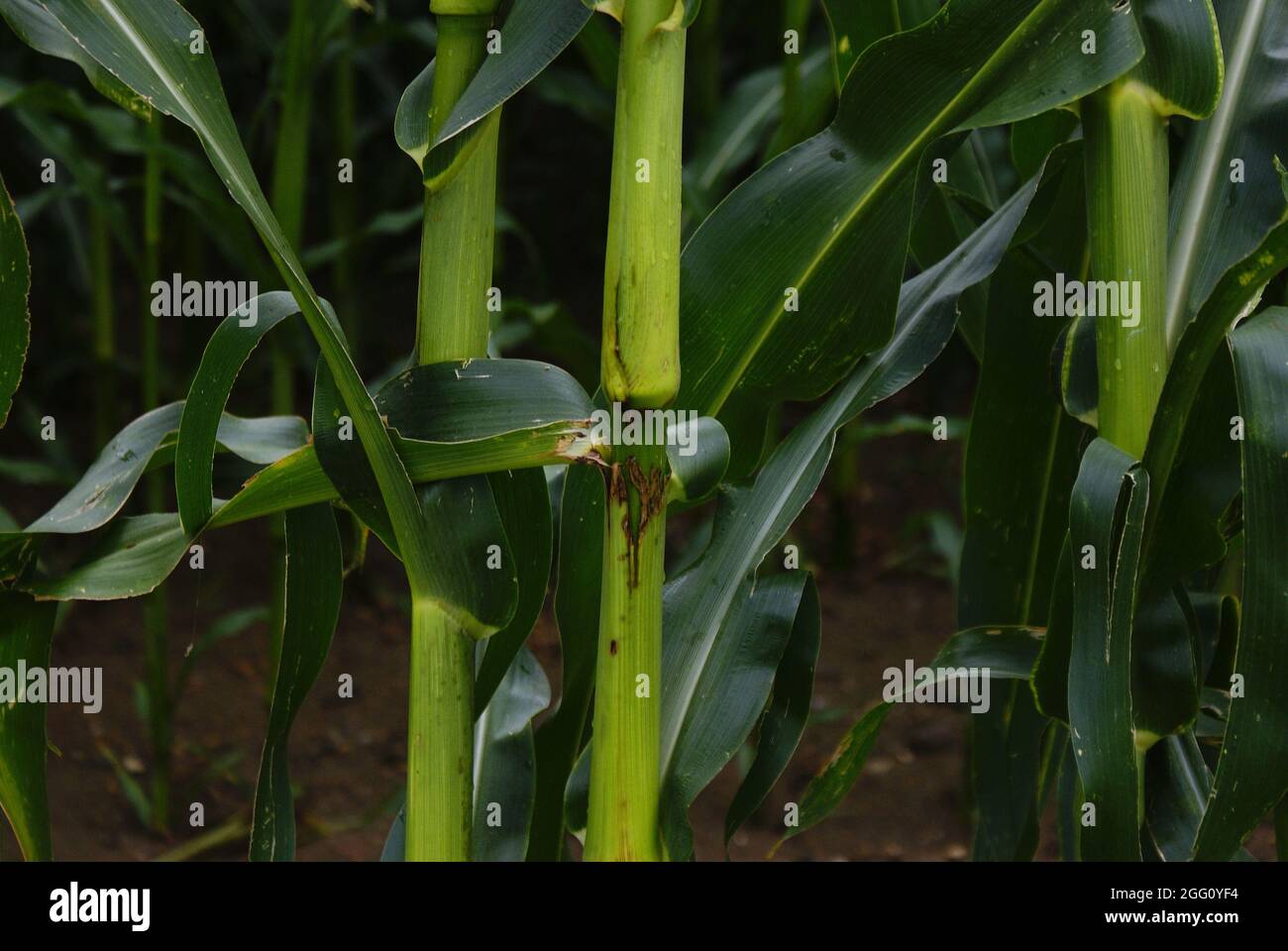 Corn stalks in the farm field Stock Photo - Alamy