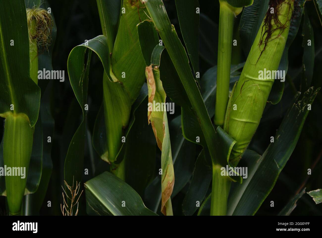 Corn stalks with fruits in the farm field Stock Photo - Alamy