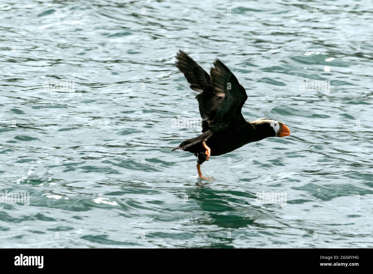 Tufted puffin on its final steps to flight Stock Photo - Alamy