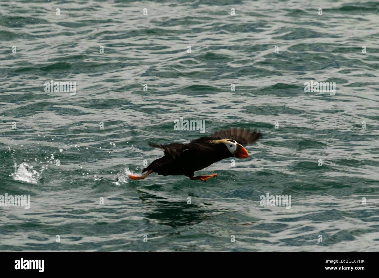 tufted puffing running on the water to take off Stock Photo - Alamy