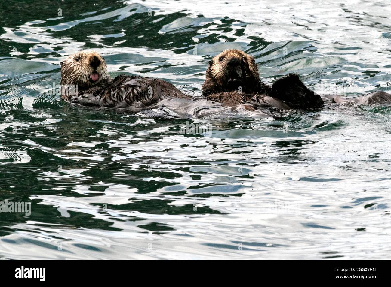 Two sea otters floating on the water and watching us Stock Photo - Alamy