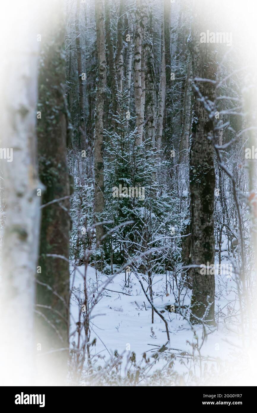 Christmas tree alone in the winter Stock Photo - Alamy