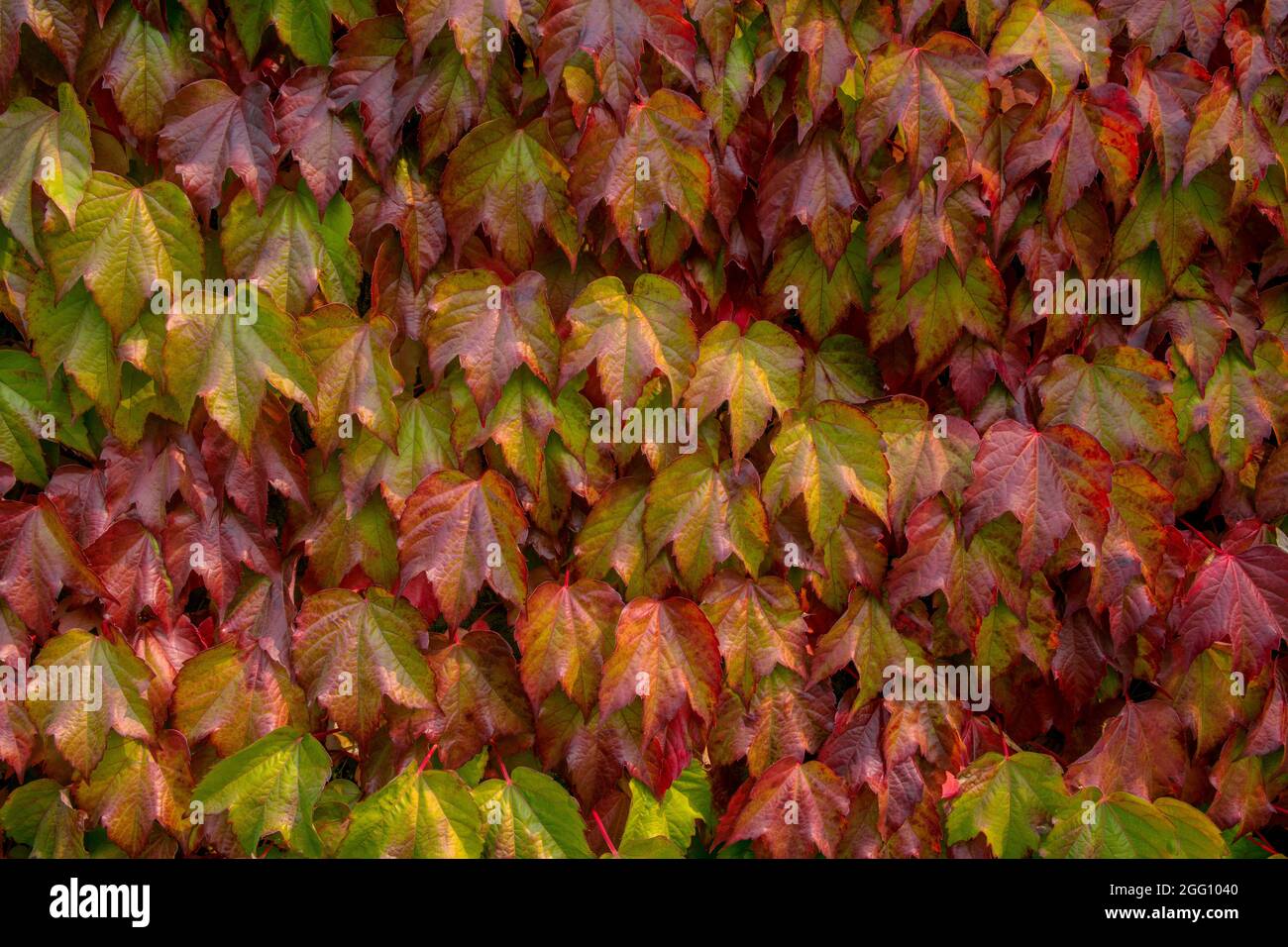 Parthenocissus tricuspidata veitchii hi-res stock photography and ...