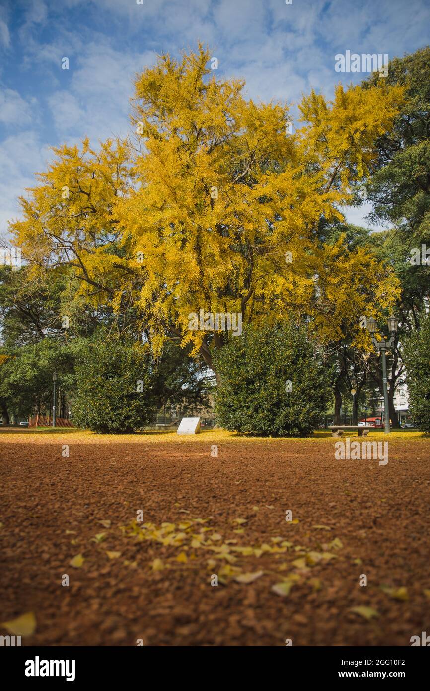 Arbol ginkgo biloba hi-res stock photography and images - Alamy