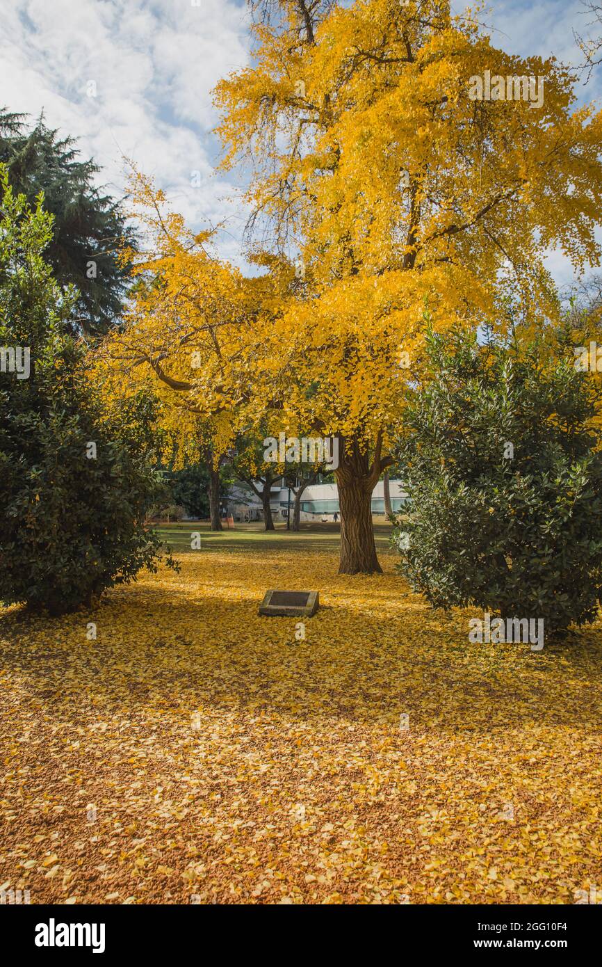 Arbol ginkgo biloba hi-res stock photography and images - Alamy