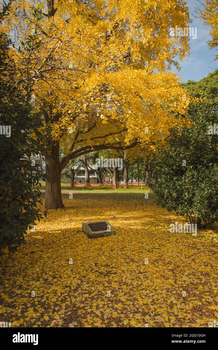 Arbol ginkgo biloba hi-res stock photography and images - Alamy