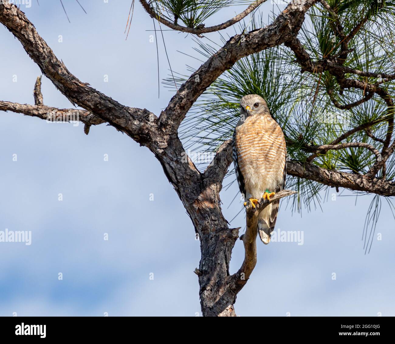 A banded Red-Shouldered Hawk perched on a tree branch at local National ...