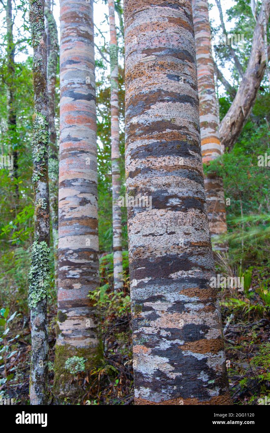 Orange and white horizontal stripes on bark of native trees in Brick ...