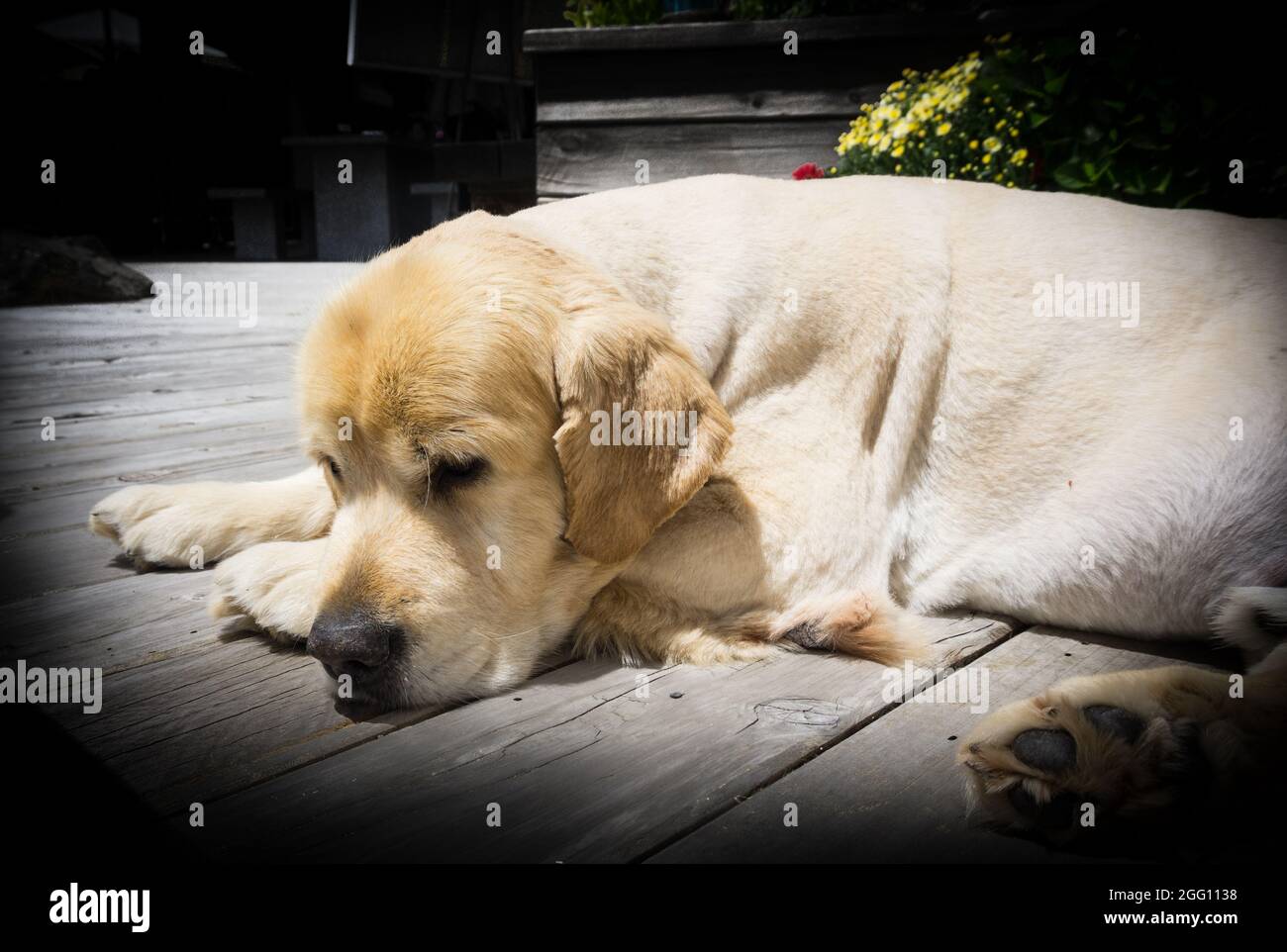 Golden retriever resting head on hi-res stock photography and images ...