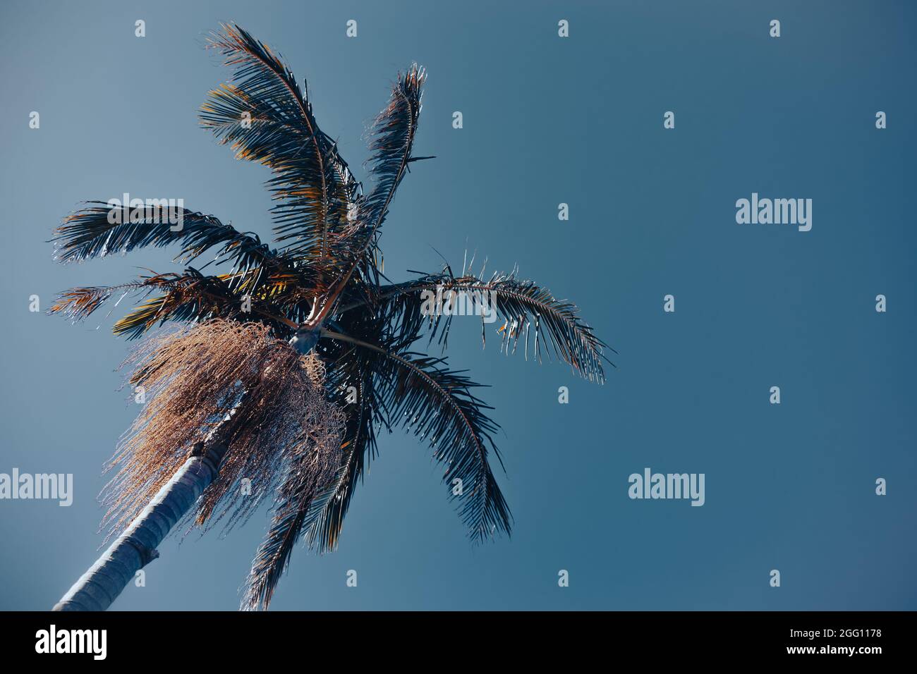 Palm frond hanging hi-res stock photography and images - Alamy