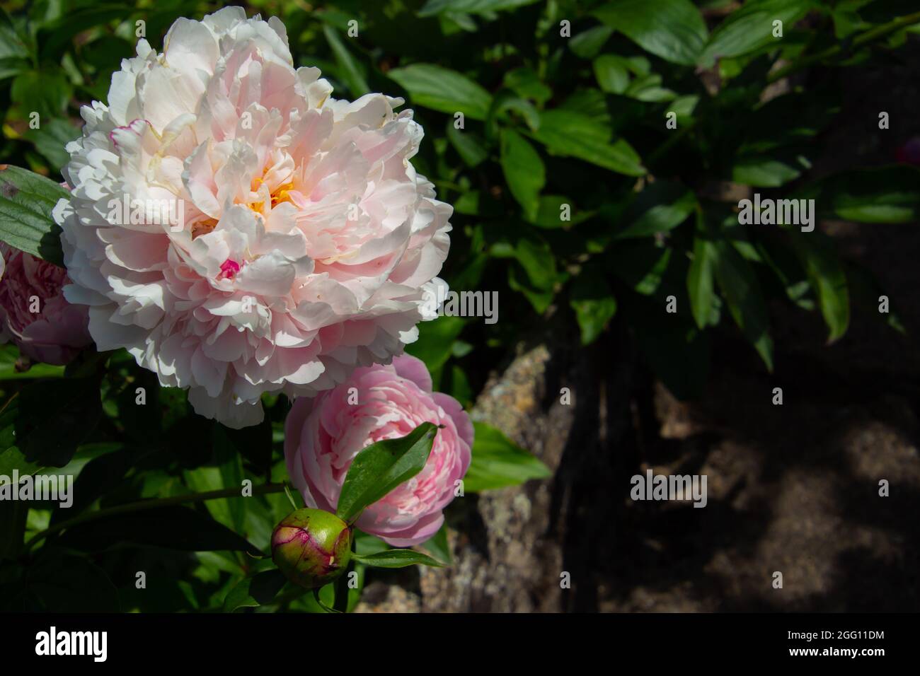 Paeonia suffruticosa hybrid hi-res stock photography and images - Alamy