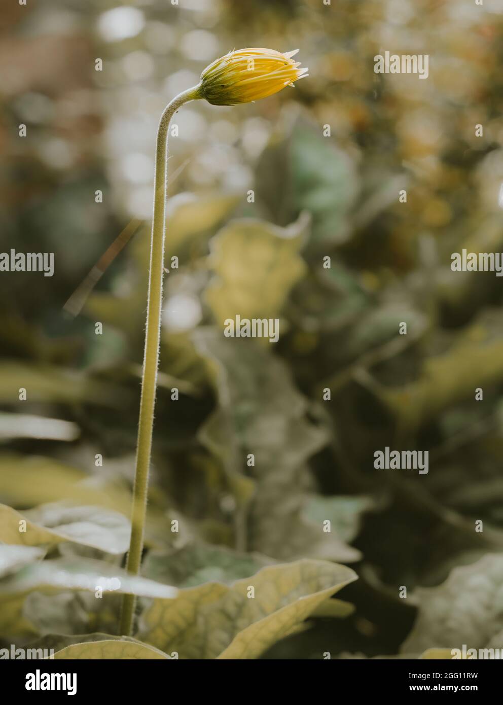 Soft pale yellow colored, long stem babandesiya flower bud about to be ...