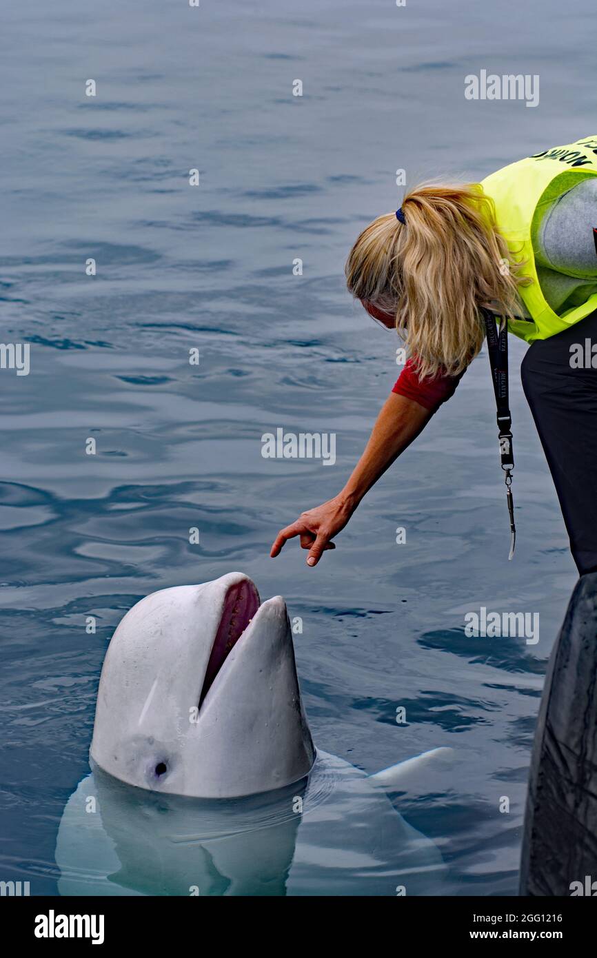 Norway Hammerfest Hvladimir the Beluga Whale Stock Photo - Alamy
