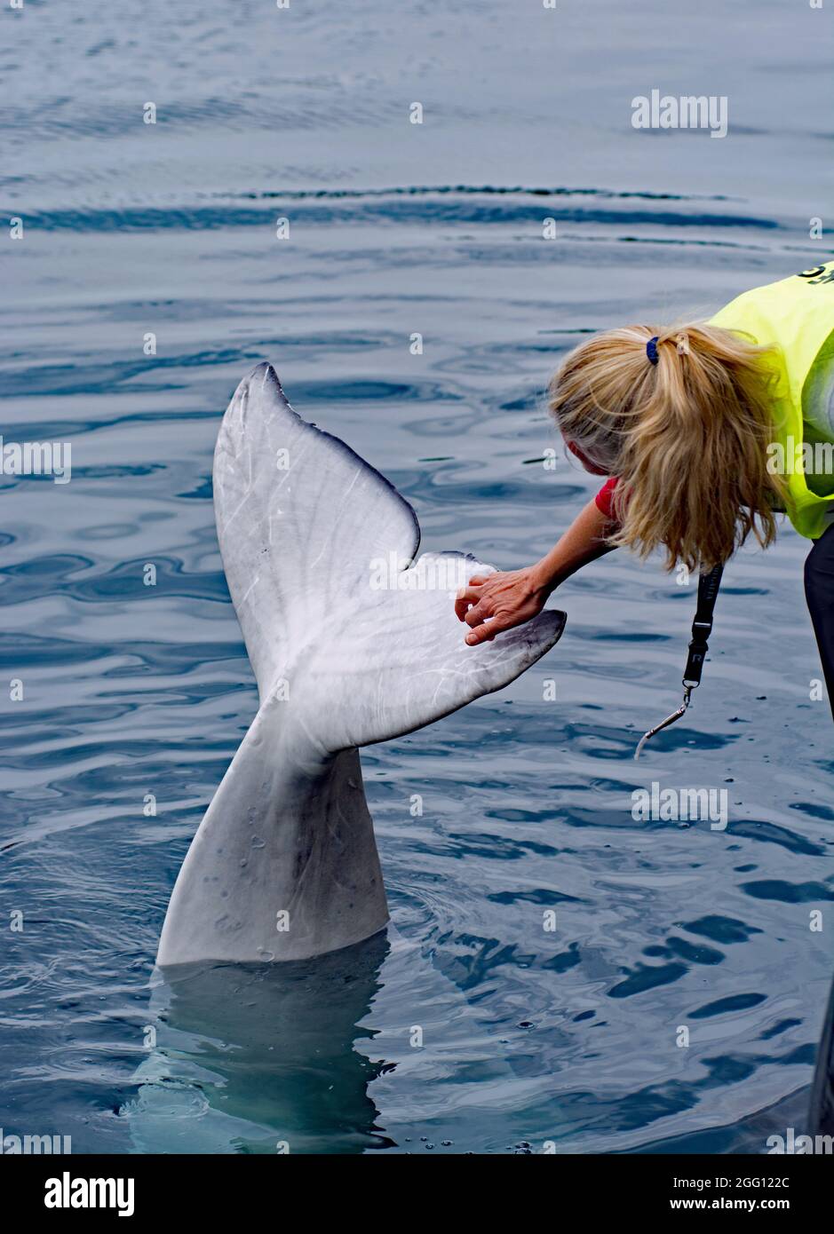 Norway Hammerfest Hvladimir the Beluga Whale Stock Photo - Alamy