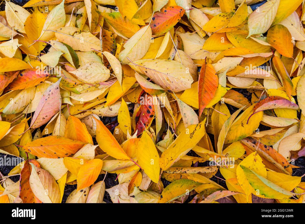 Kwanzan cherry tree hi-res stock photography and images - Alamy