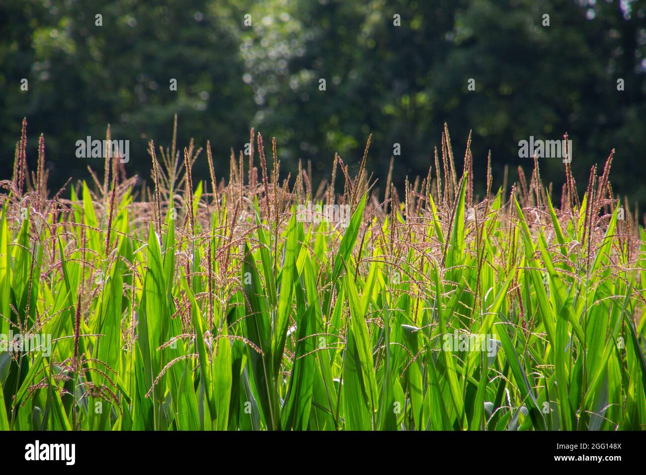 Invasive weed of field crop hi-res stock photography and images - Alamy