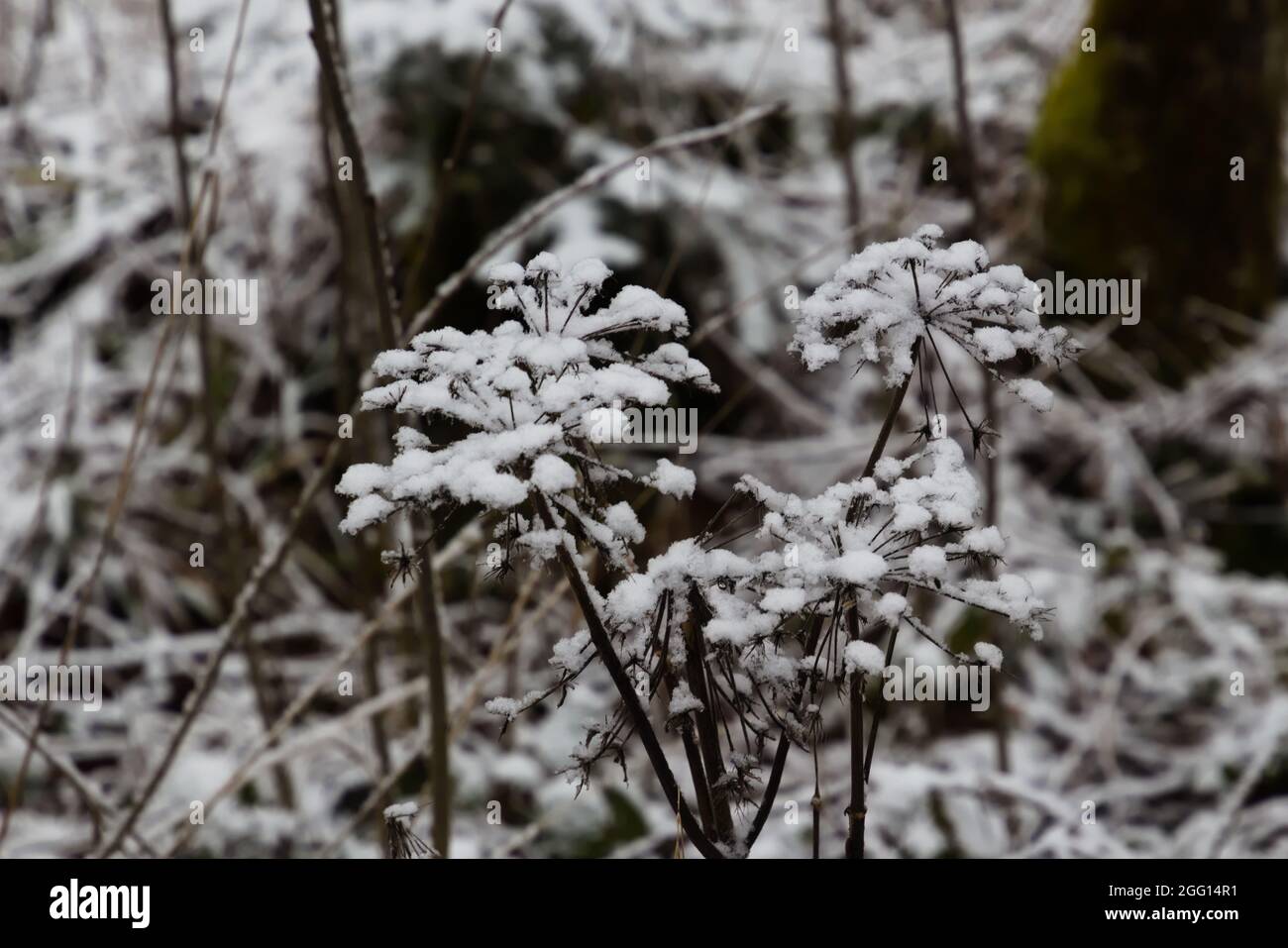 Dead plant winter hi-res stock photography and images - Alamy